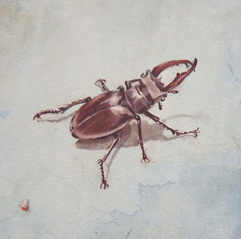 Insects – Elle salt